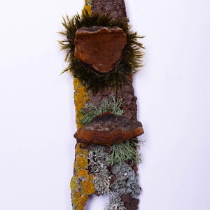 Floating Forest Art | Moss on Cork Bark Natural Wall Decor | Eco ...