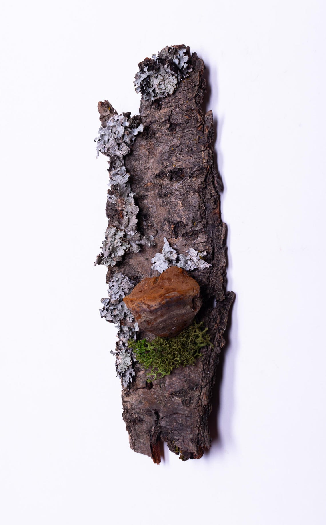 Lichen Bark Wall Art | Natural Moss Wood Decor | Rustic Forest ...