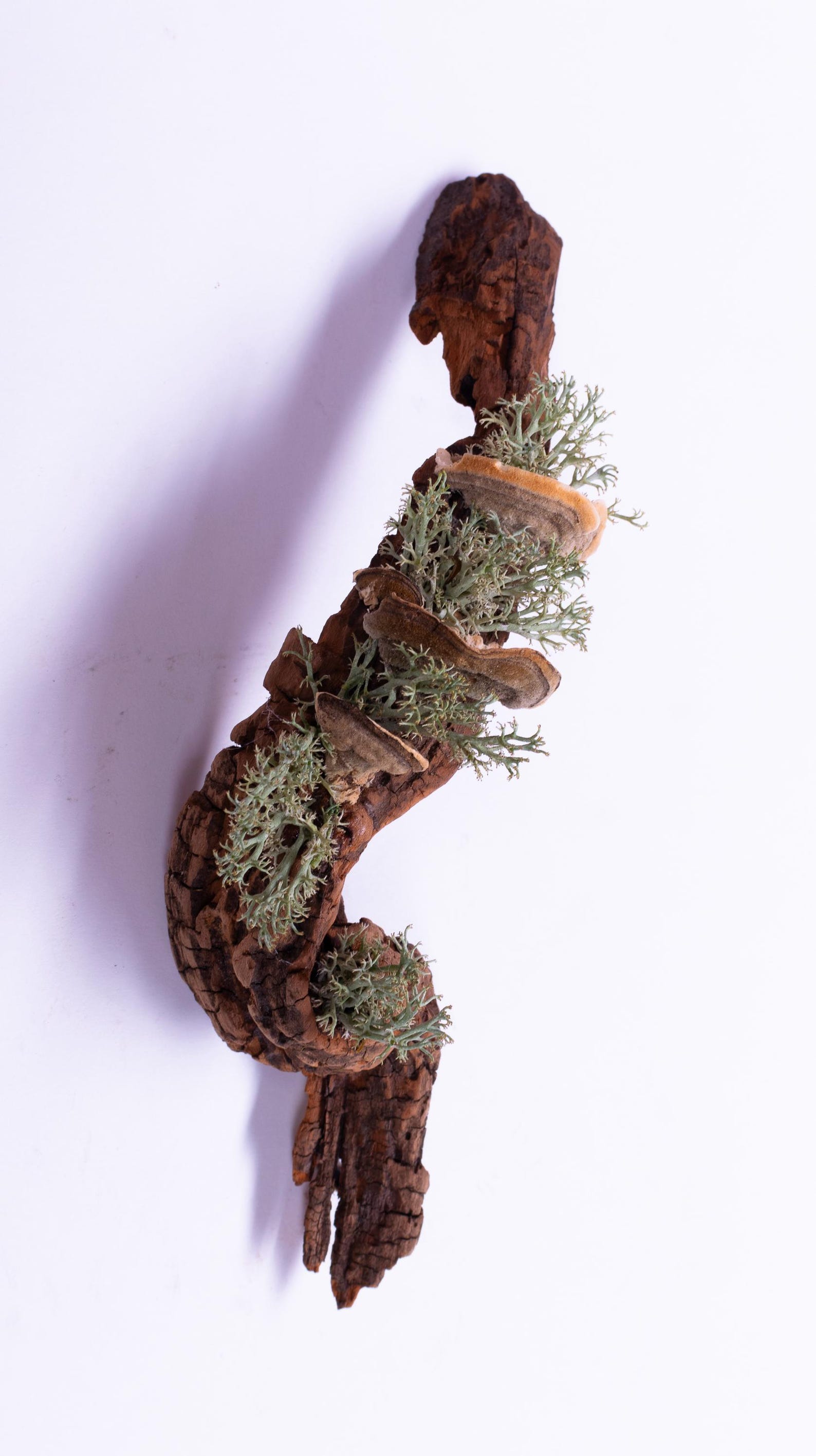 Floating Forest Art | Moss on Bark | Natural Wall Decor | Eco Friendly ...