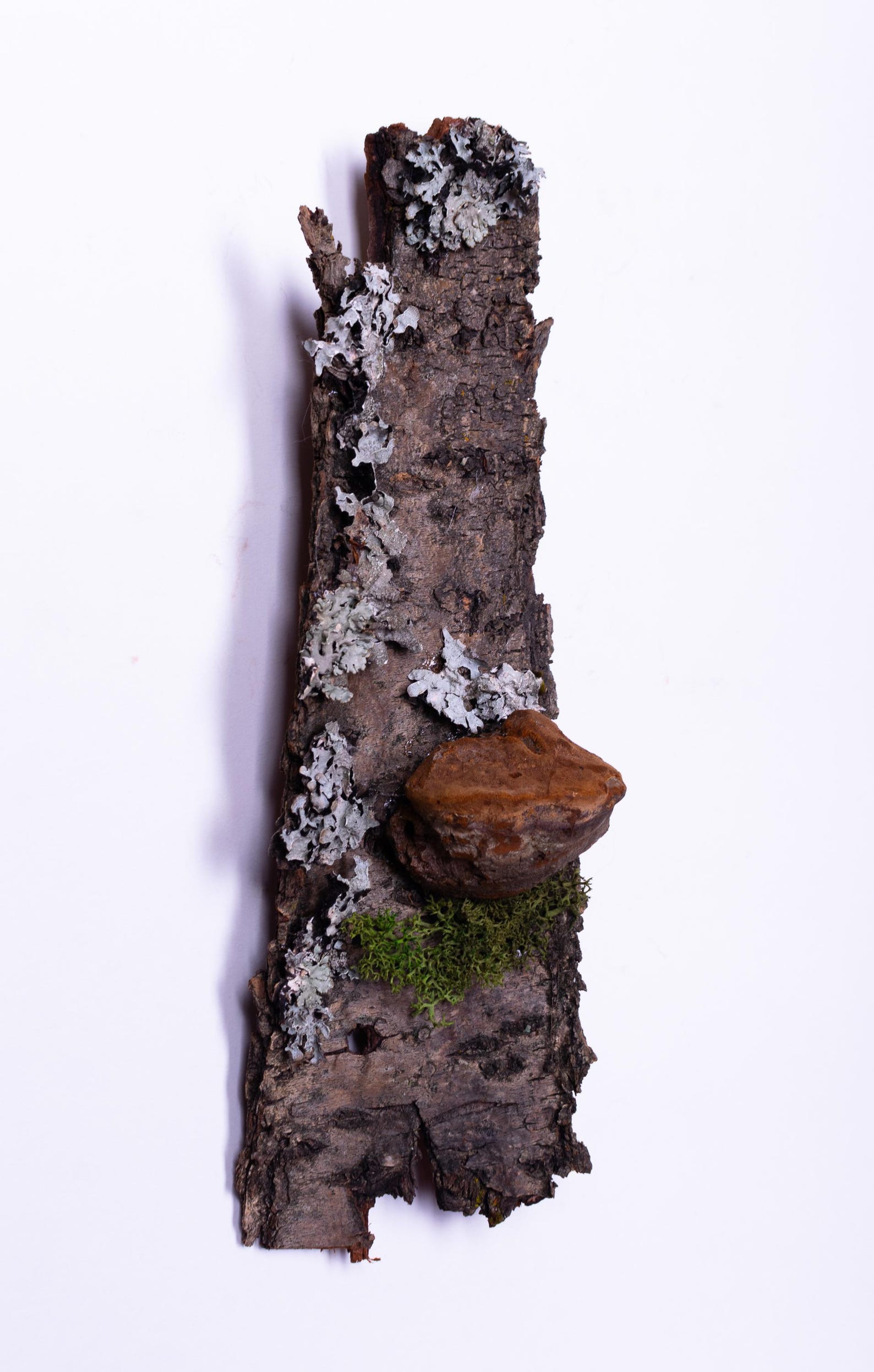Lichen Bark Wall Art | Natural Moss Wood Decor | Rustic Forest ...