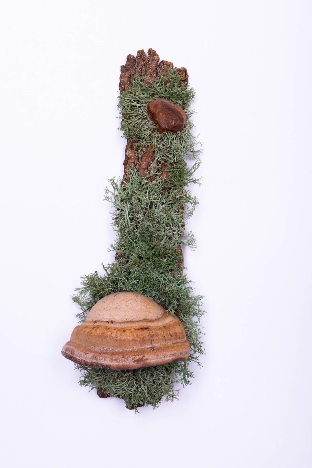 Wall Art With Moss and Fungus | Natural Rustic Home Decor | Tree Bark ...