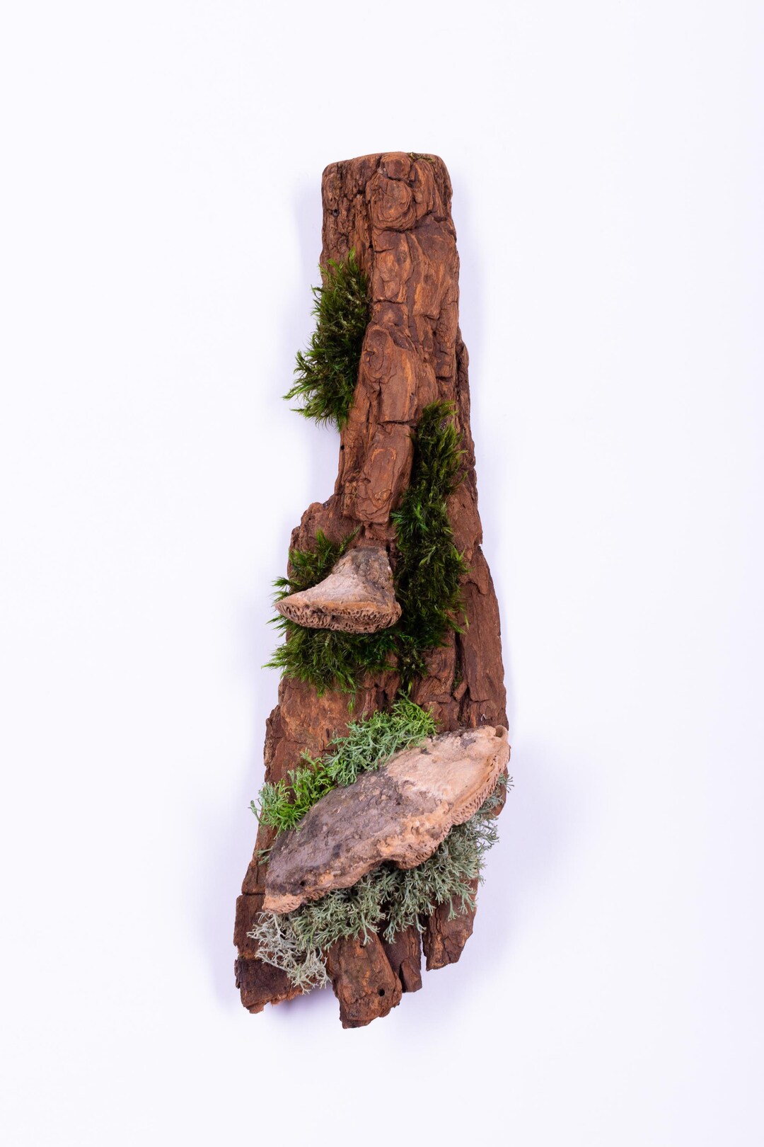 Floating Forest Art | Moss on Bark | Natural Wall Decor | Eco Friendly ...