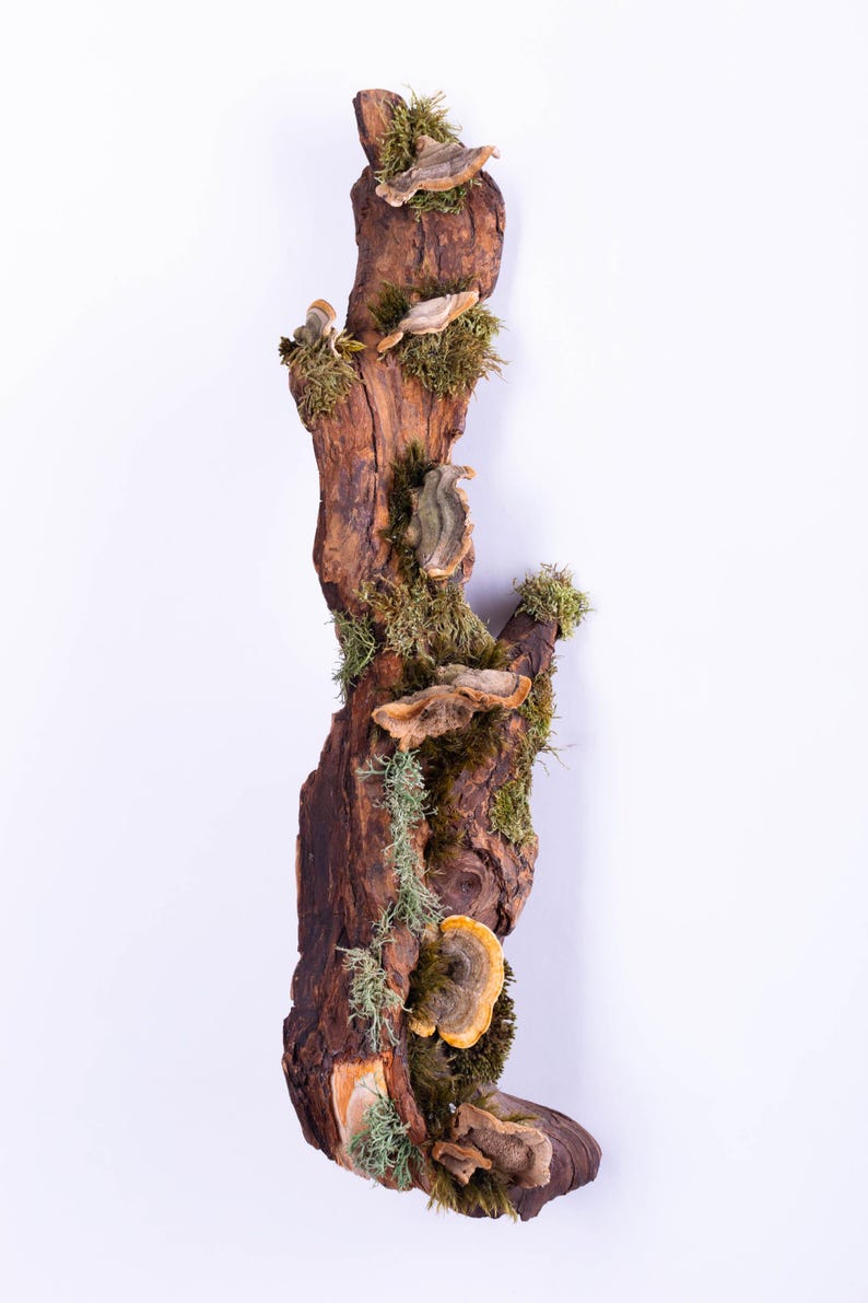 Floating Forest Art | Moss on Bark Natural Wall Decor | Eco Friendly ...