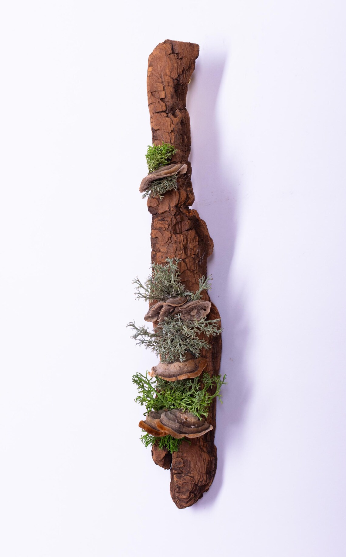 Floating Forest Art | Moss on Bark Natural Wall Decor | Ecofriendly ...