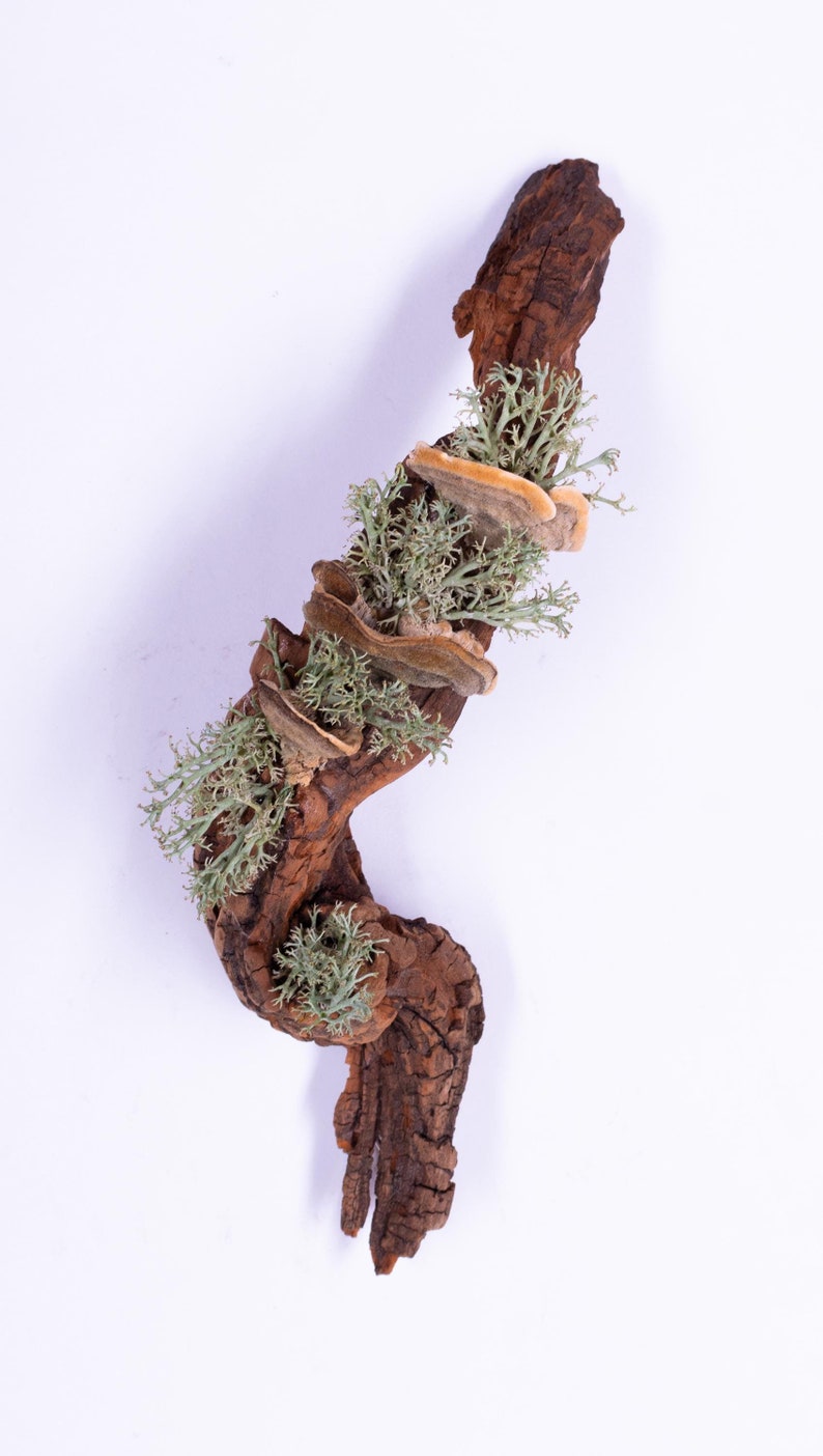 Floating Forest Art | Moss on Bark | Natural Wall Decor | Eco Friendly ...