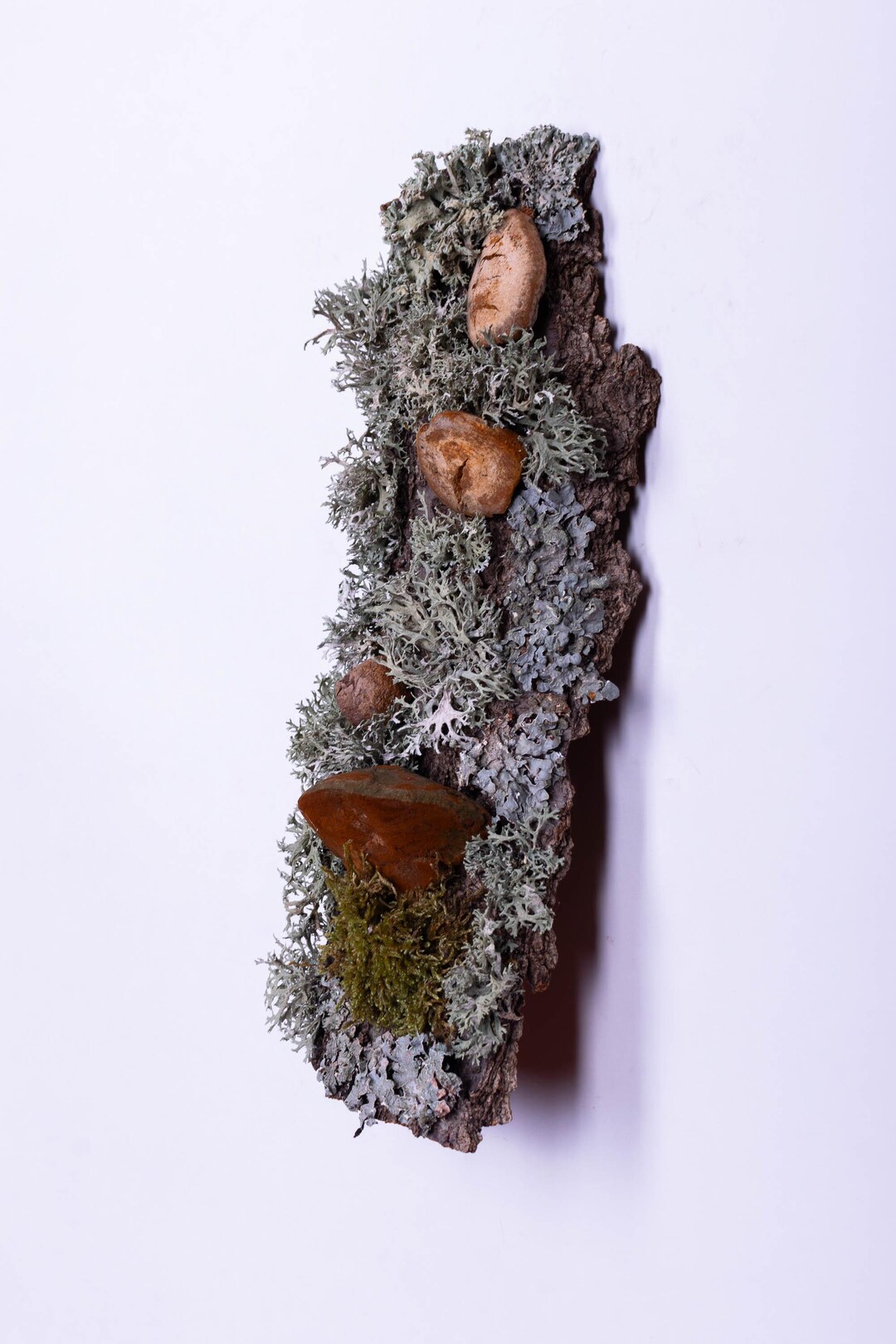 Floating Forest Art | Moss on Bark Natural Wall Decor | Ecofriendly ...