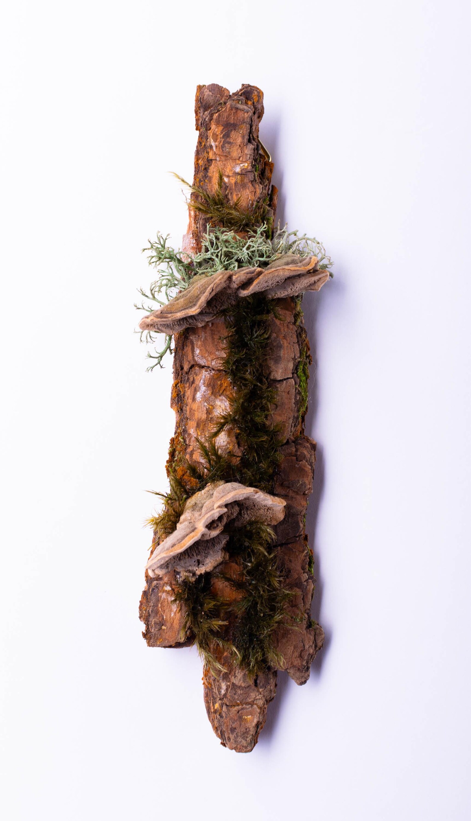 Floating Forest Art | Moss on Bark Natural Wall Decor | Eco Friendly ...