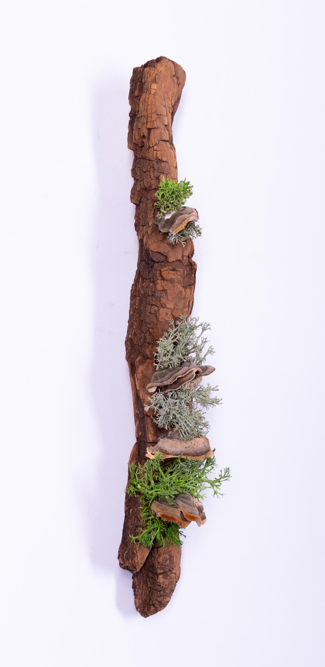 Floating Forest Art | Moss on Bark Natural Wall Decor | Ecofriendly ...