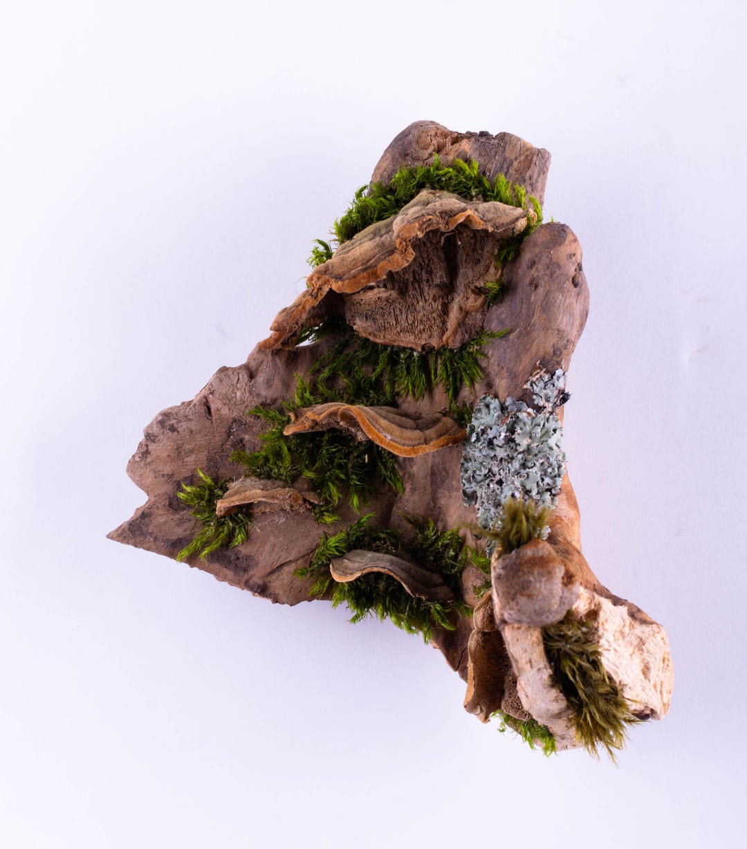 Floating Forest Art | Moss on Cork Bark Natural Wall Decor | Eco ...
