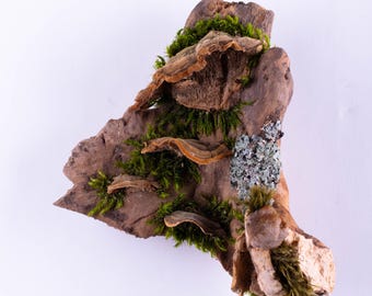 Floating Forest Art | Moss on Cork Bark Natural Wall Decor | Eco ...