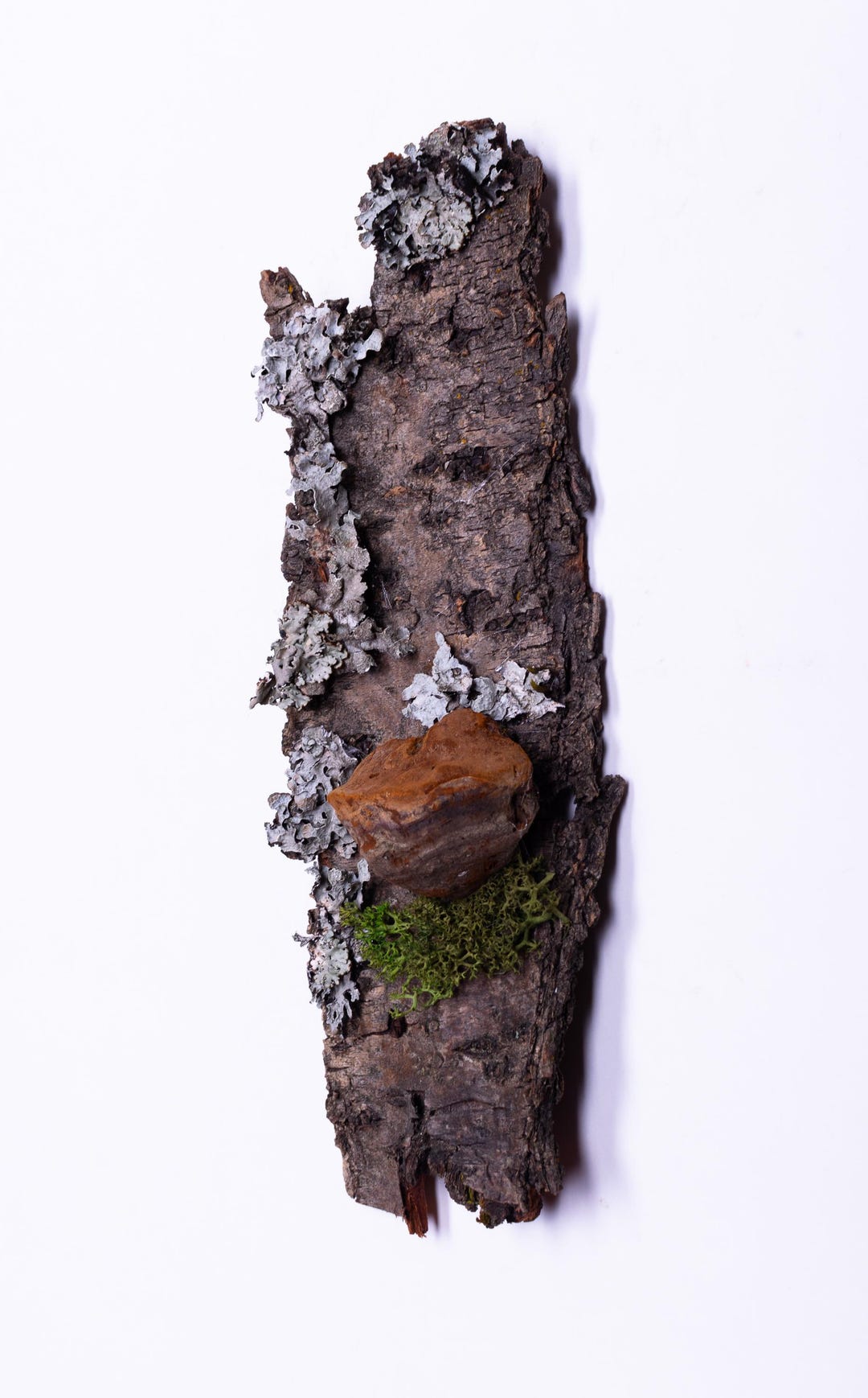 Lichen Bark Wall Art | Natural Moss Wood Decor | Rustic Forest ...