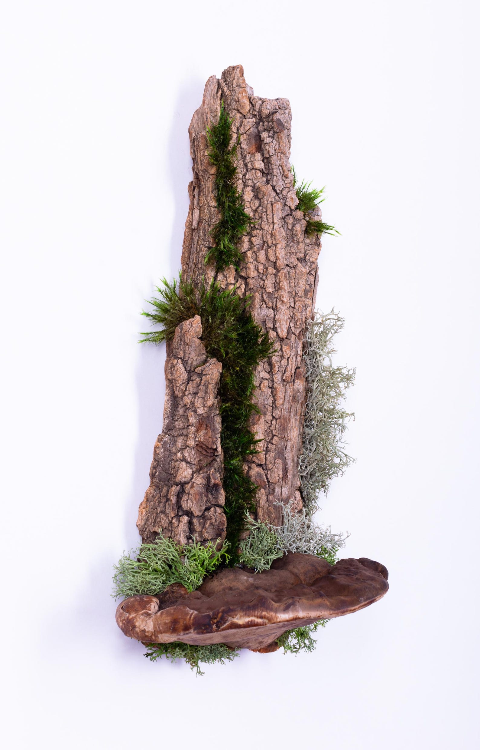 Floating Forest Art | Moss on Bark | Natural Wall Decor | Eco Friendly ...