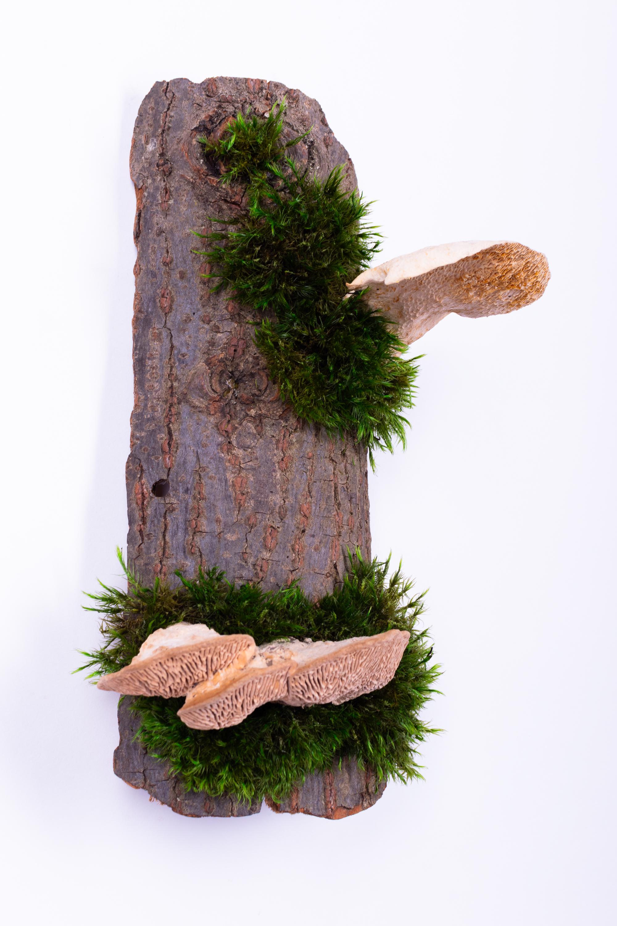 Floating Forest Art | Moss on Bark Natural Wall Decor | Ecofriendly ...