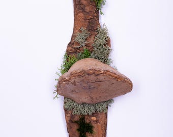 Floating Forest Art | Moss on Bark | Natural Wall Decor | Eco Friendly ...