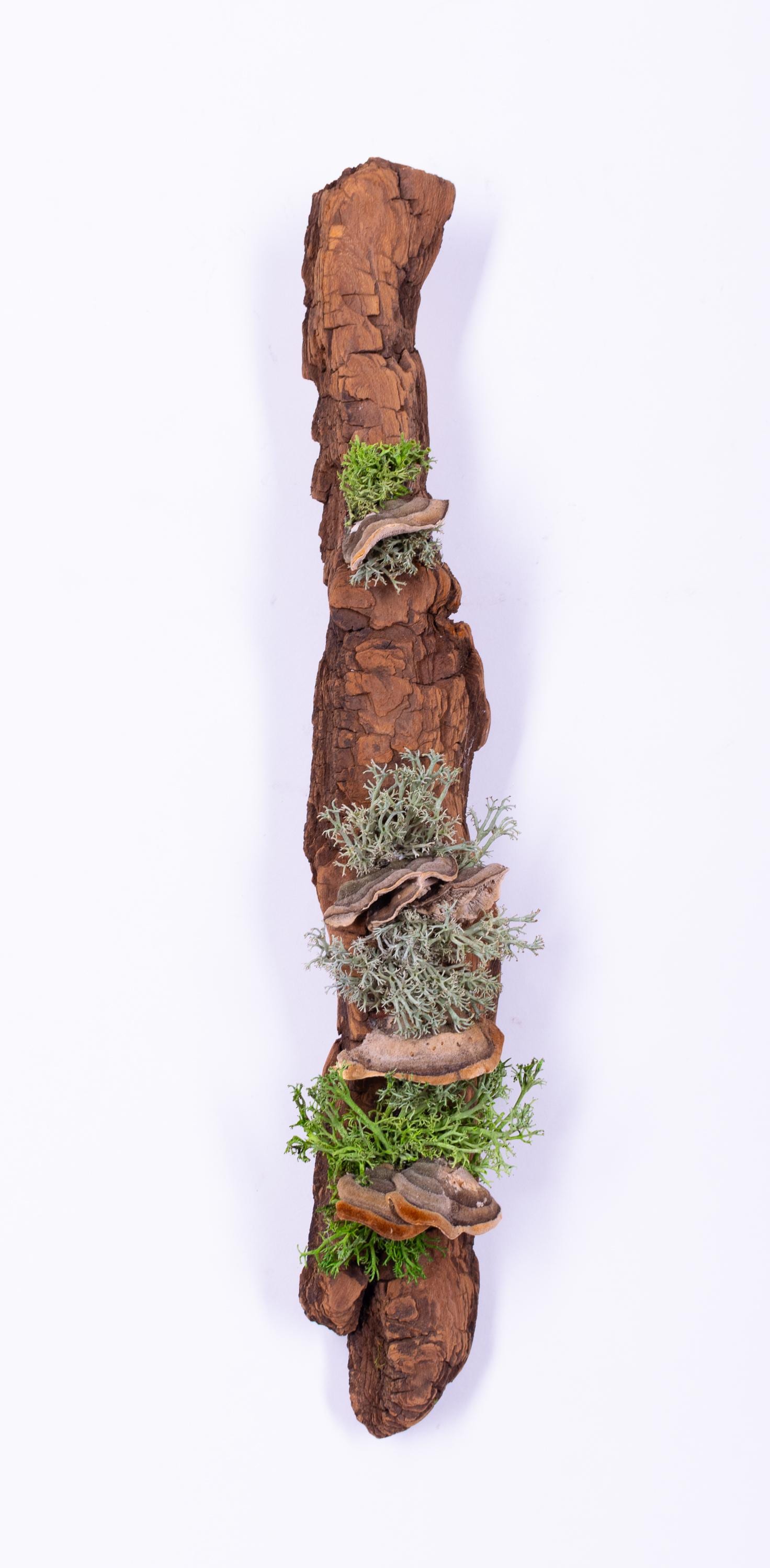 Floating Forest Art | Moss on Bark Natural Wall Decor | Ecofriendly ...