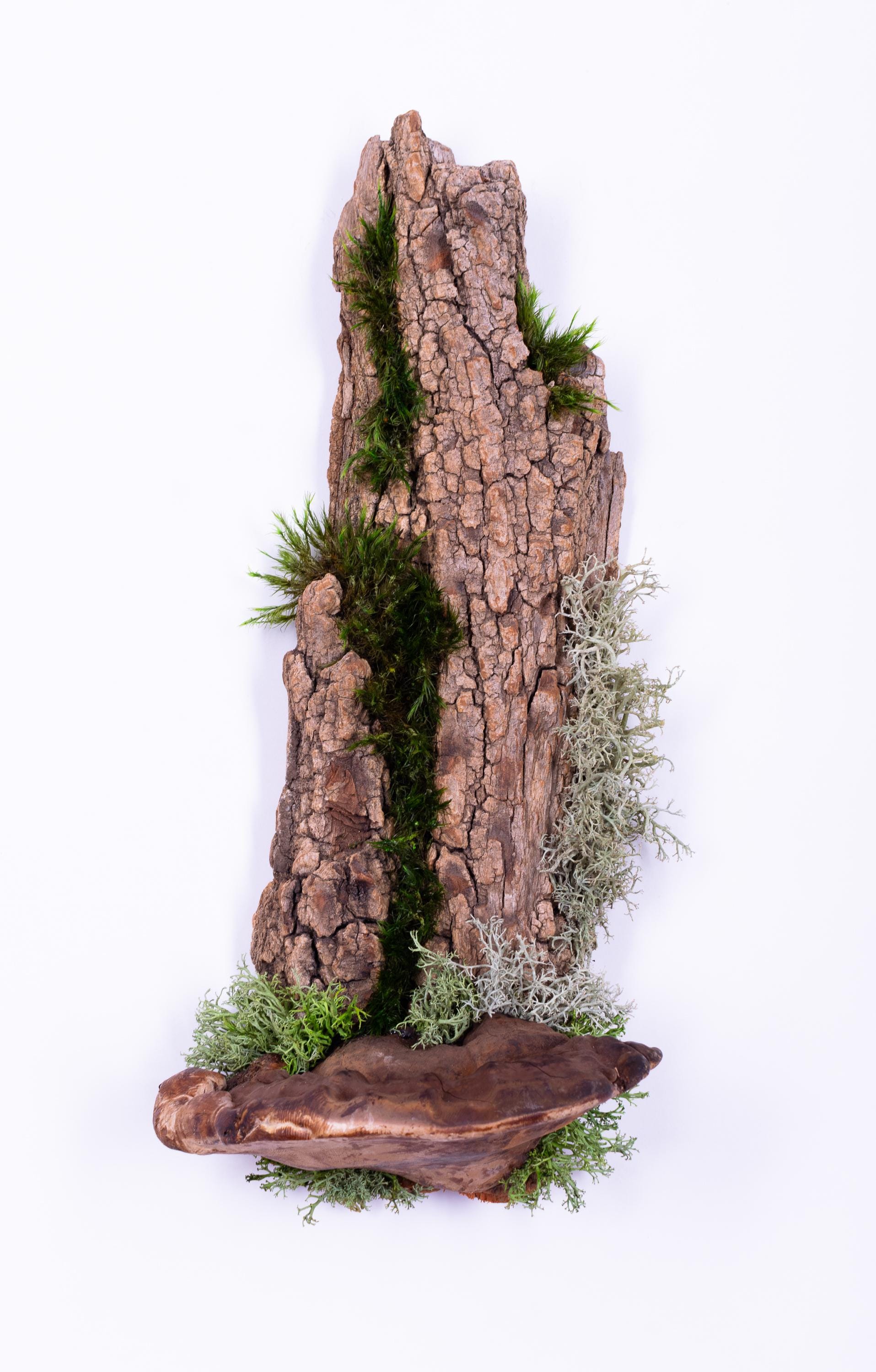 Floating Forest Art | Moss on Bark | Natural Wall Decor | Eco Friendly ...