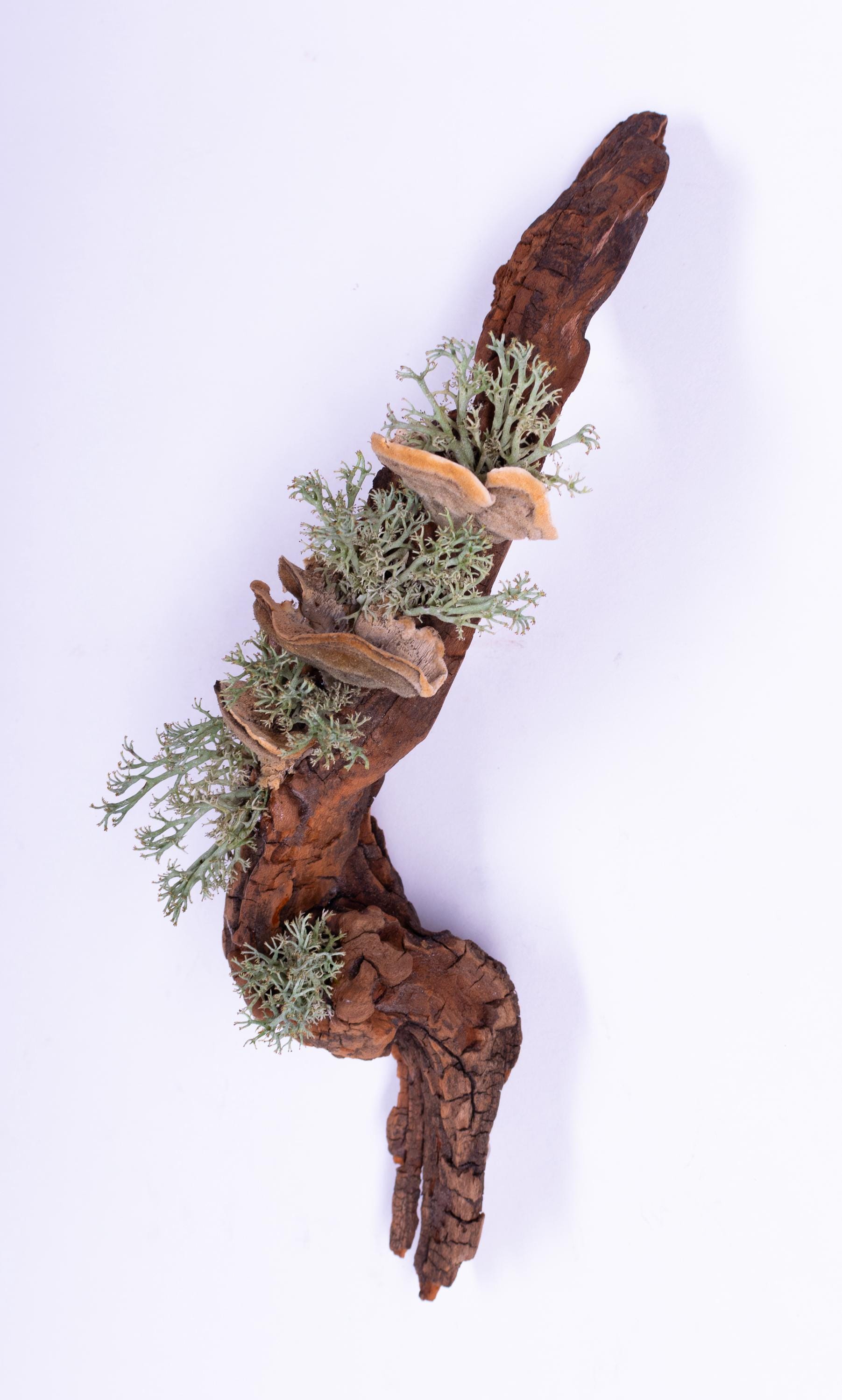 Floating Forest Art | Moss on Bark | Natural Wall Decor | Eco Friendly ...