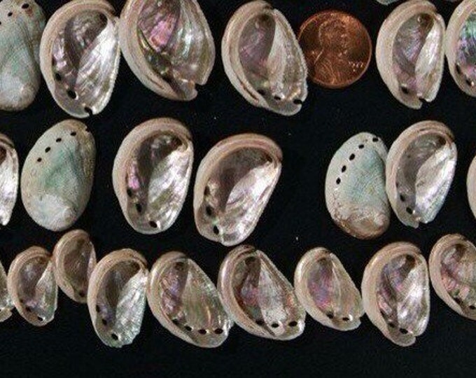 3 Dozen Tiny Abalone Shells Plus a Bonus Gift of These - Etsy