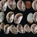 3 Dozen Tiny Abalone Shells Plus a Bonus Gift of These | Etsy