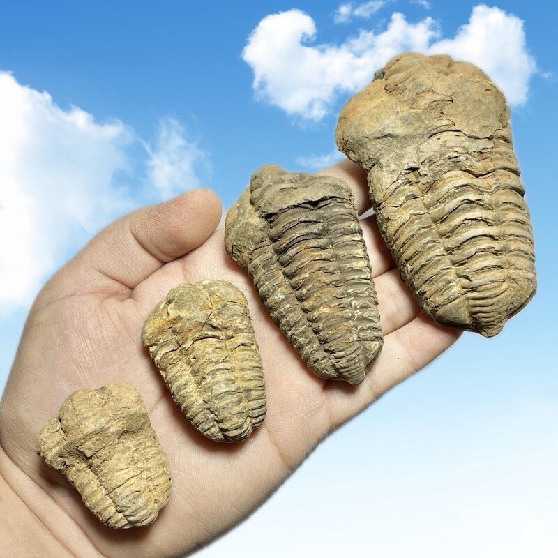 Real Fossils Beads - Etsy