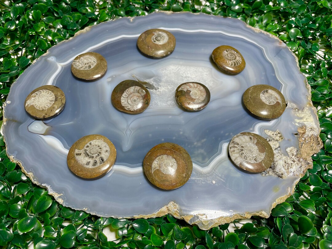 Small Ammonite Coin Shaped Fossil, Mini Ammonite in Matrix 1 to 1.5 - Etsy