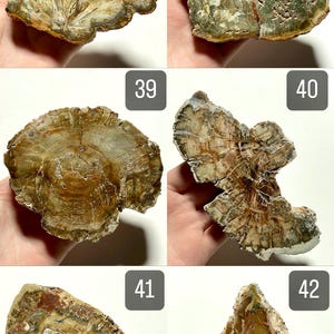 Petrified Wood Slabs | Madagascar Petrified Wood | Super Colorful ...