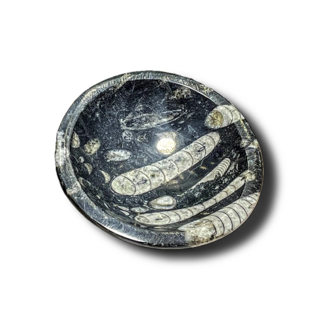 4.5'' Fossil Orthoceras Bowl, Gemstone Jewelry Dish, Polished Fossil ...