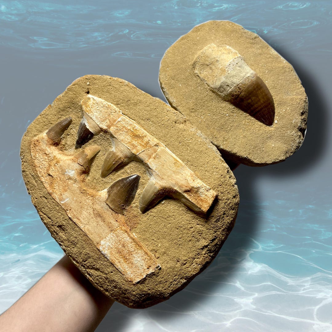 Authentic Mosasaurus Teeth on Matrix | Ancient Mosasaur Stone Tooth ...