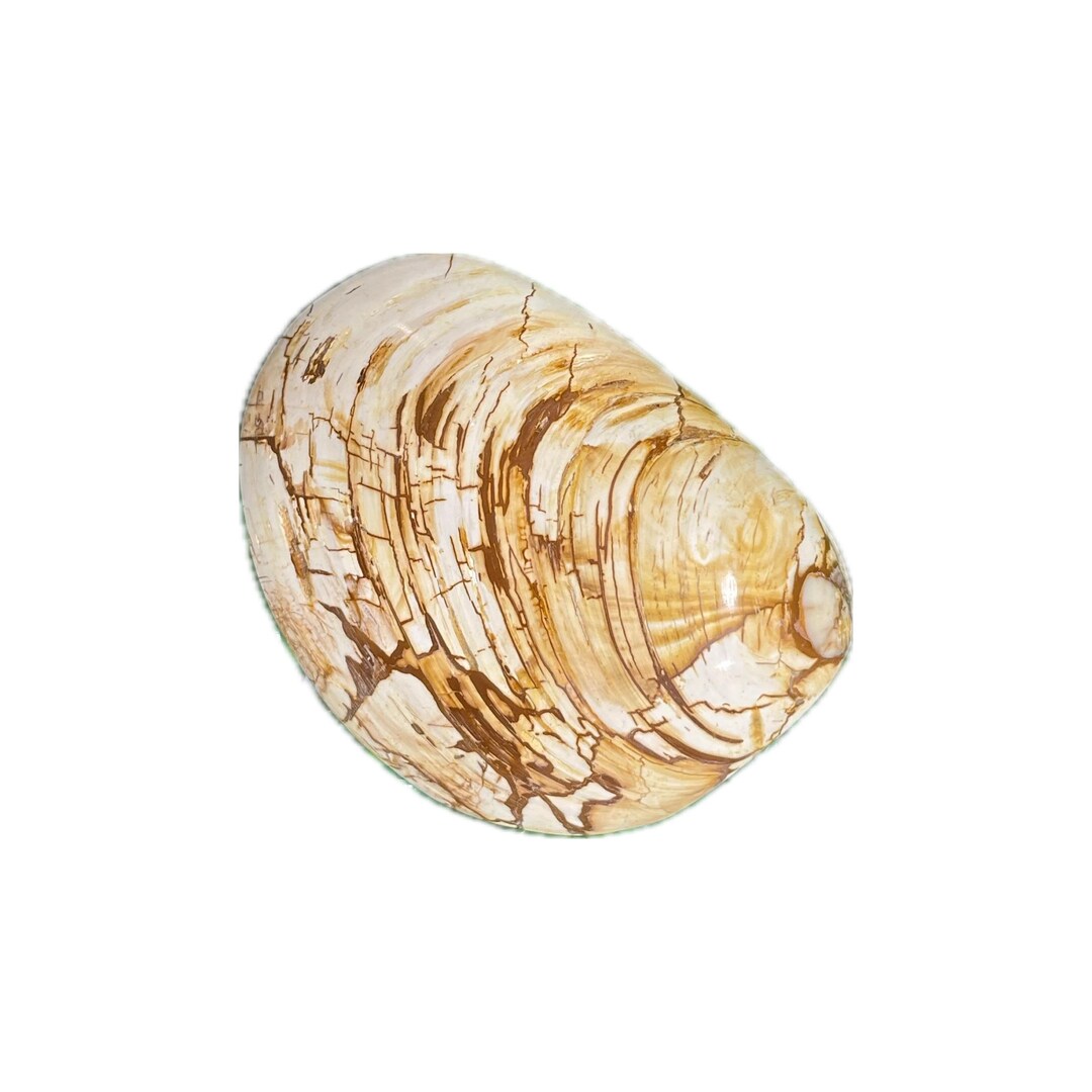 3''-3.5'' Fossilized Clam, Prehistoric Bivalves Polished Madagascar ...