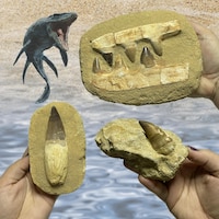 Authentic Mosasaur Tooth – Rare Fossil From a Prehistoric Marine ...