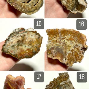 Petrified Wood Slabs | Madagascar Petrified Wood | Super Colorful ...