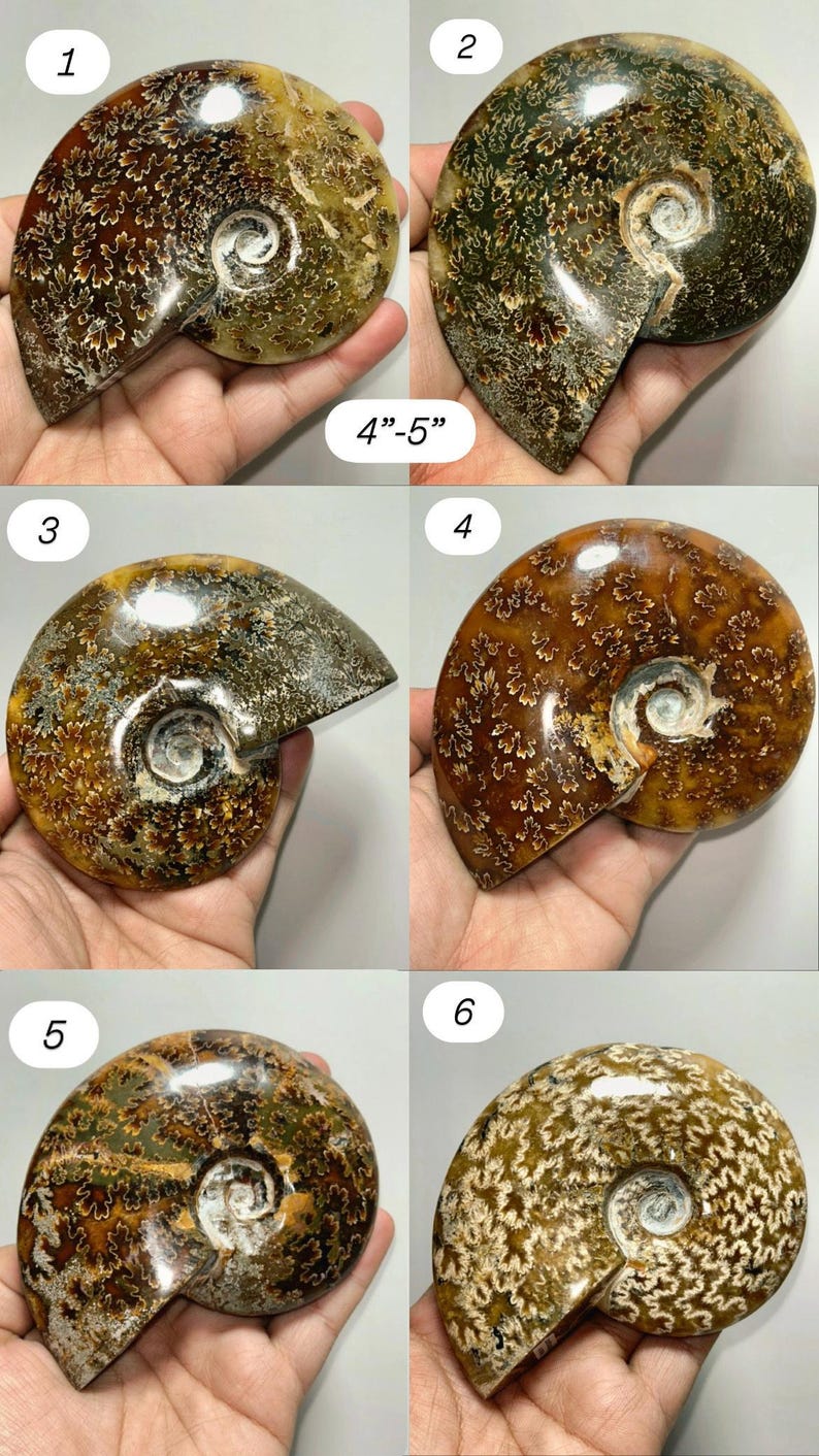 Polished Whole Ammonite Fossil With Acrylic Stand | Iridescent or ...