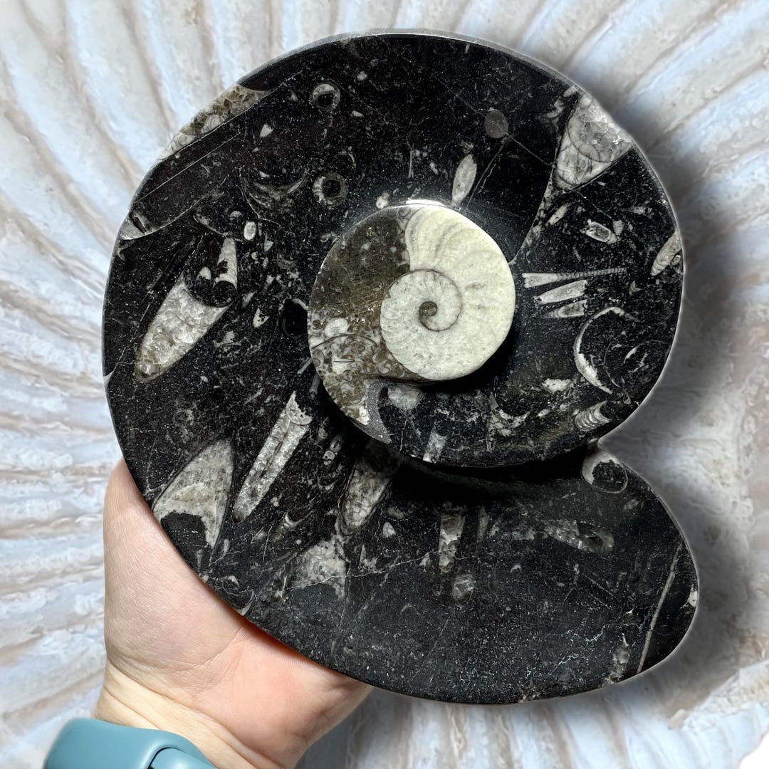 7” Orthoceras Fossil Tray | Polished Ammonite Plate | Natural Fossil ...