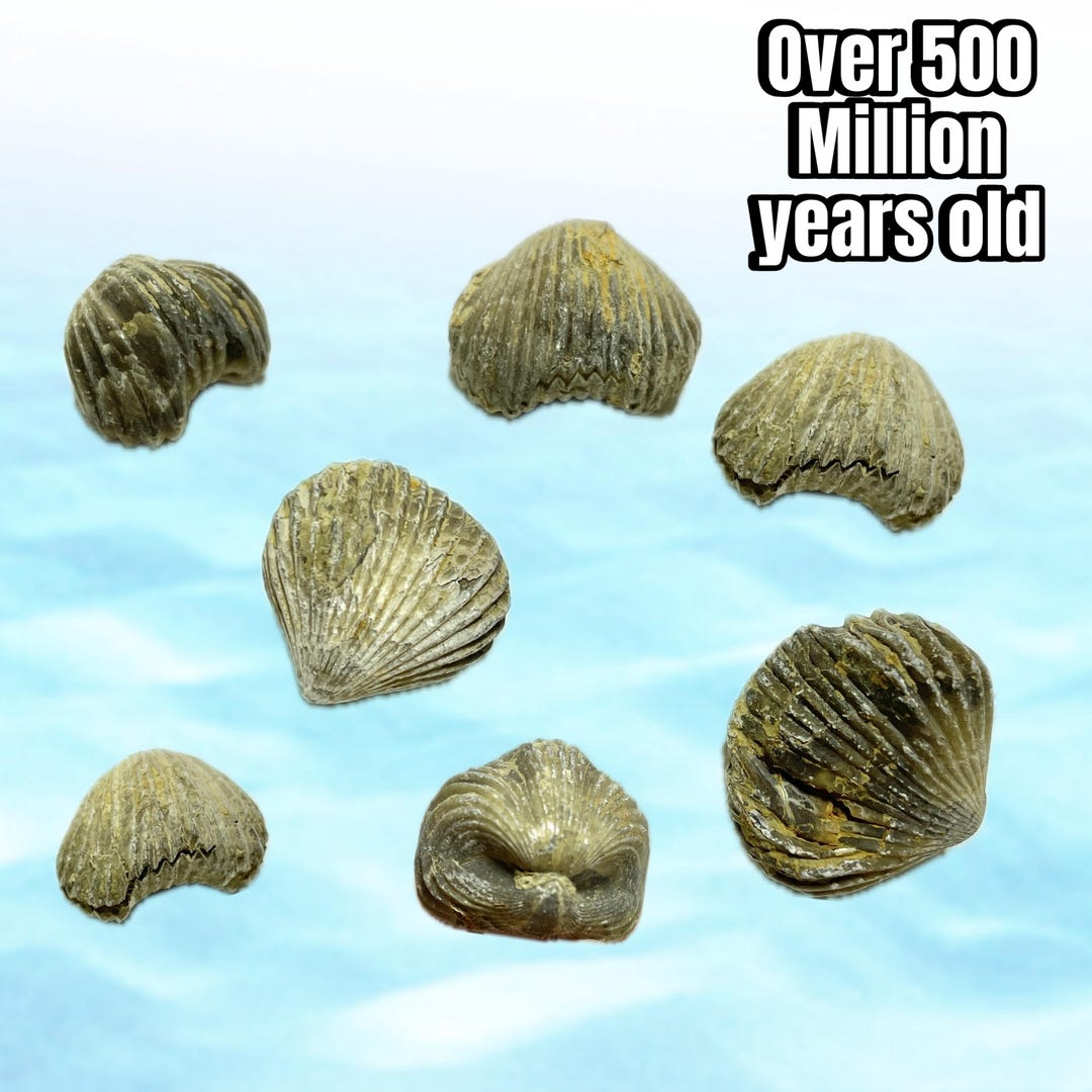 Fossilized Clam Shells From Morocco | Fossilized Brachiopod ...