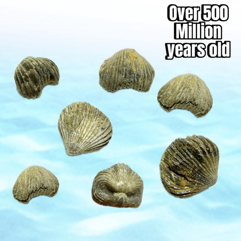 Crystal Clam Fossil - Etsy