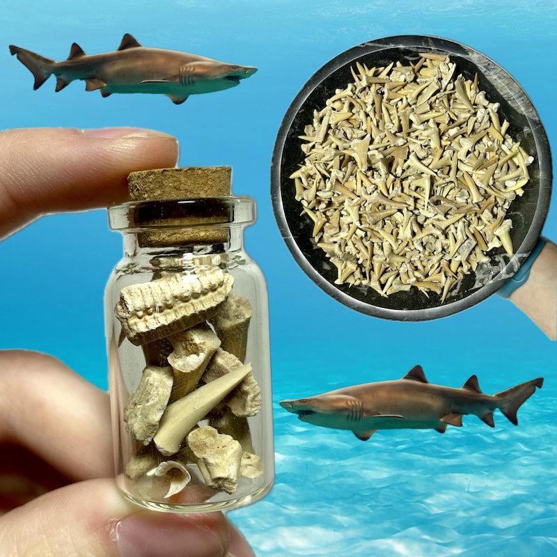 Shark Tooth Display - Etsy