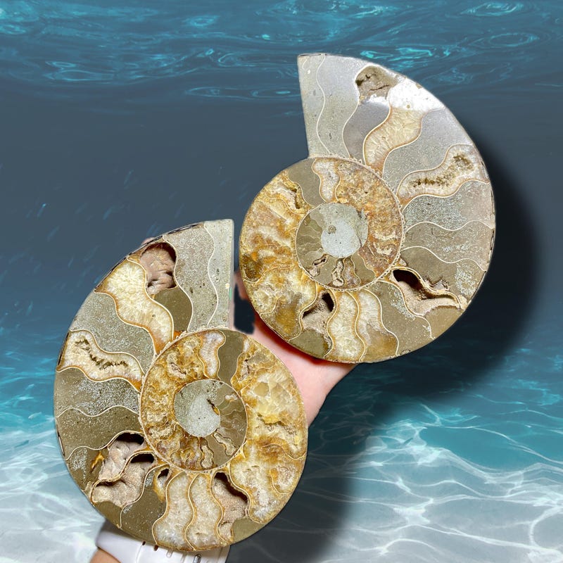 Large Nautilus Shell - Etsy