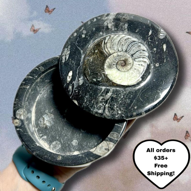 Ammonite Boxes - Etsy