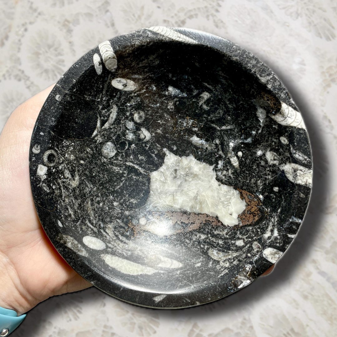 Orthoceras Fossil Bowl | Polished Dish in 3.75" or 4.5" | Fossil ...