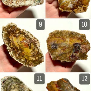 Petrified Wood Slabs | Madagascar Petrified Wood | Super Colorful ...