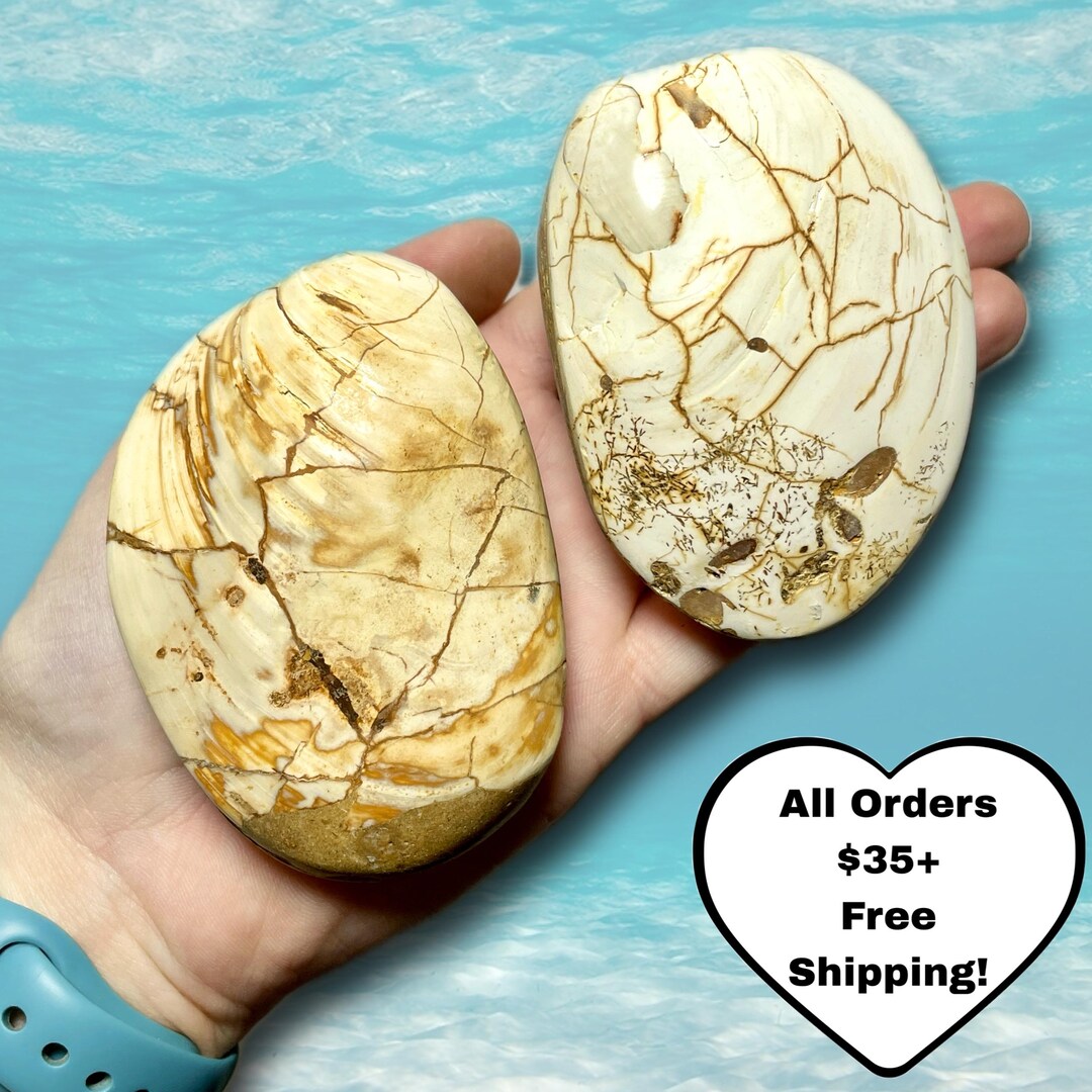 Fossilized Clam | Prehistoric Bivalves Clam Fossil | Polished Shell ...
