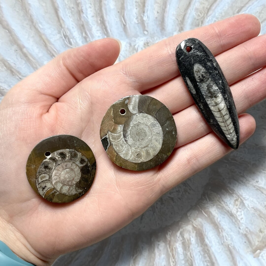 Ammonite & Orthoceras Fossil Pendants | Polished Prehistoric Necklace ...