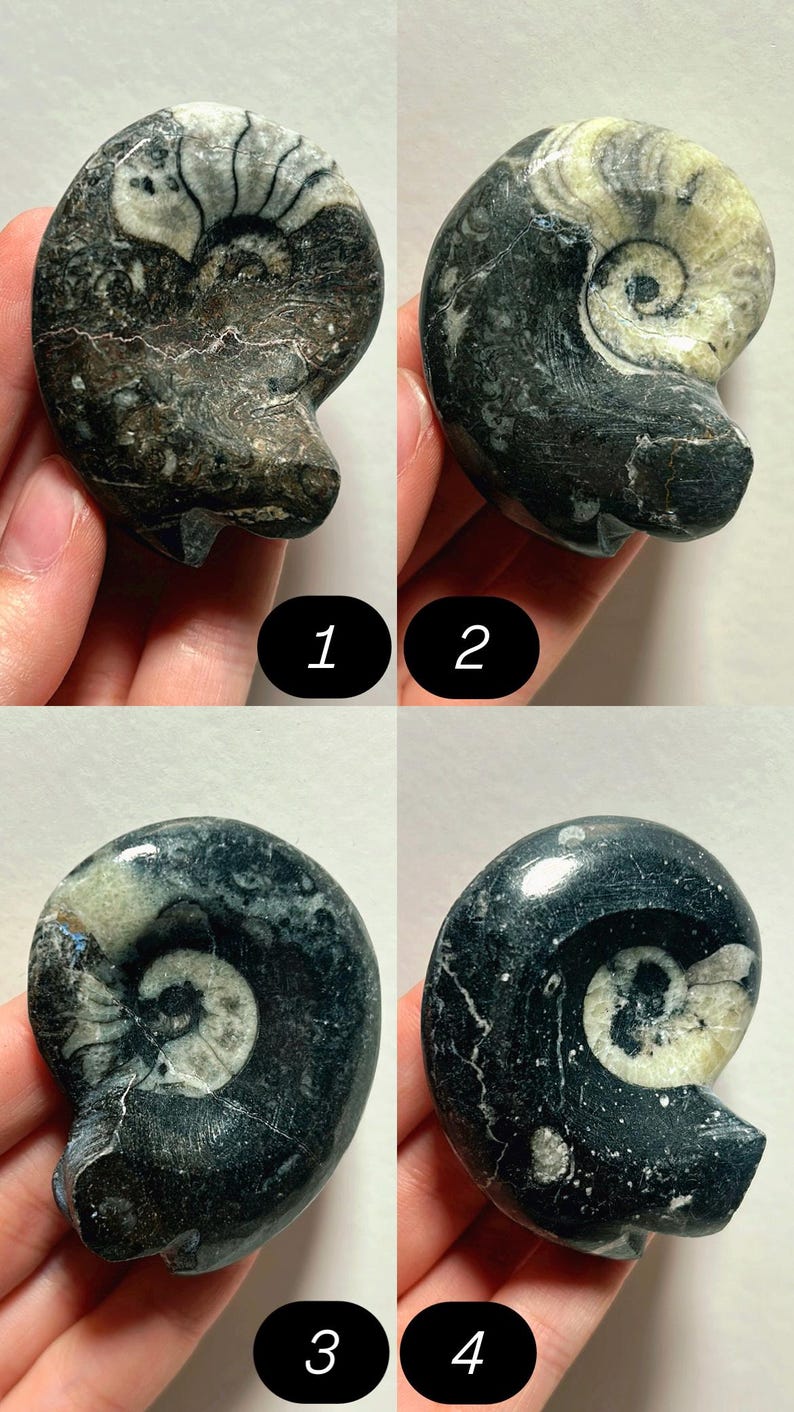 Polished Goniatite Ammonite Fossil | Ancient Spiral Shell | 5-9cm ...