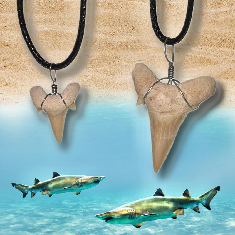 Shark Teeth Necklace - Etsy