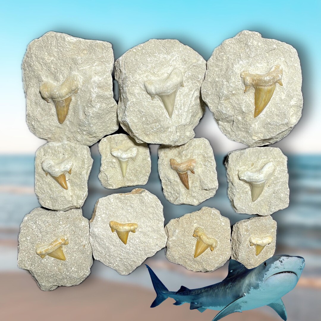 Sand Tiger Shark Tooth on Matrix | Fossilized Shark Tooth | Shark Teeth ...