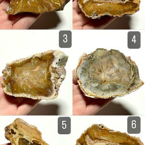 Petrified Wood Slabs | Madagascar Petrified Wood | Super Colorful ...