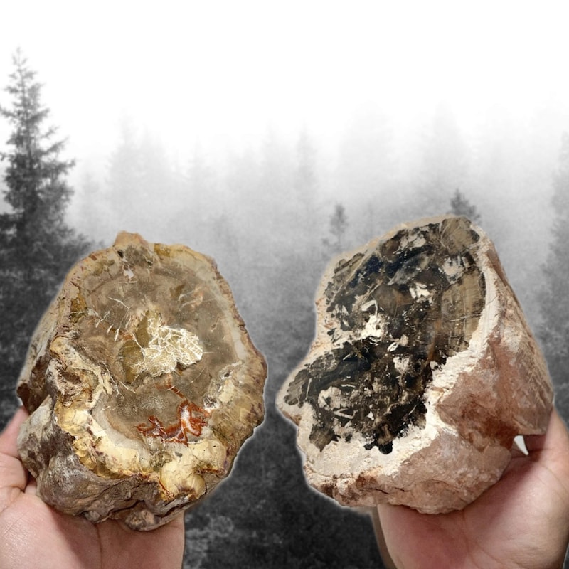 Petrified Wood Opal Stone - Etsy