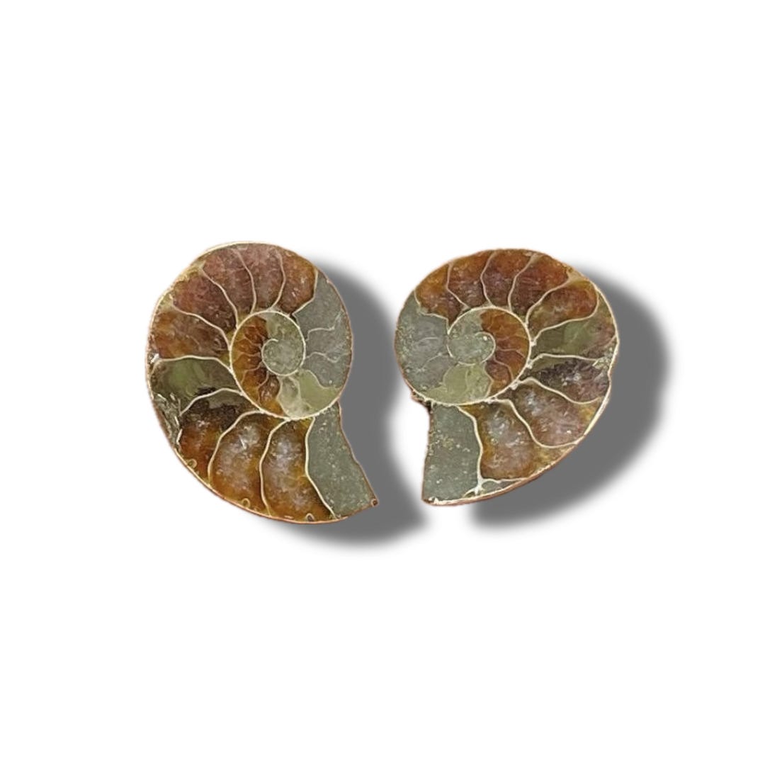 2-3cm Mini Ammonite Pairs, Opalized Ammonite Fossil Small and Thin ...