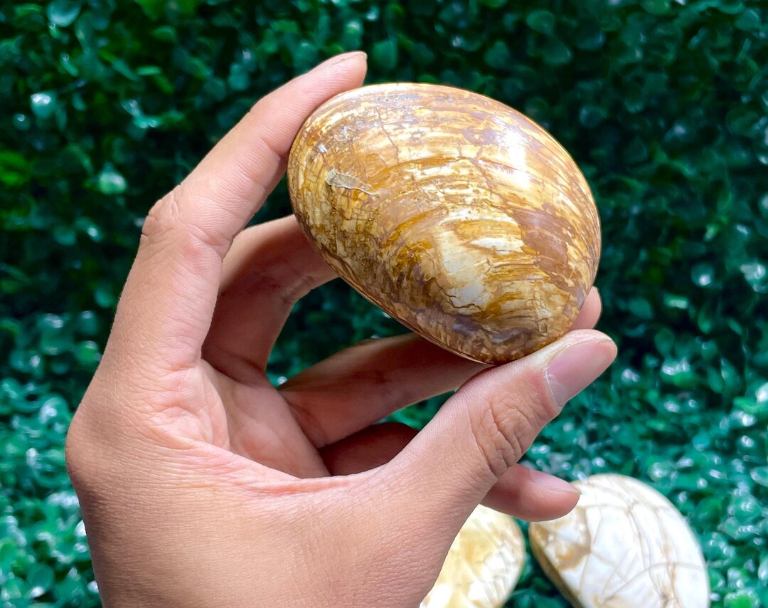3''3.5'' Fossil Clam, Prehistoric Bivalves Polished Madagascar Clam ...