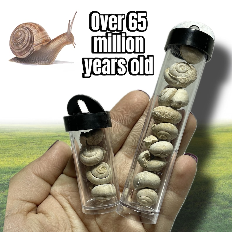 Fossilized Snails | Gastropod Fossils | Sahara Gastropod | Real ...
